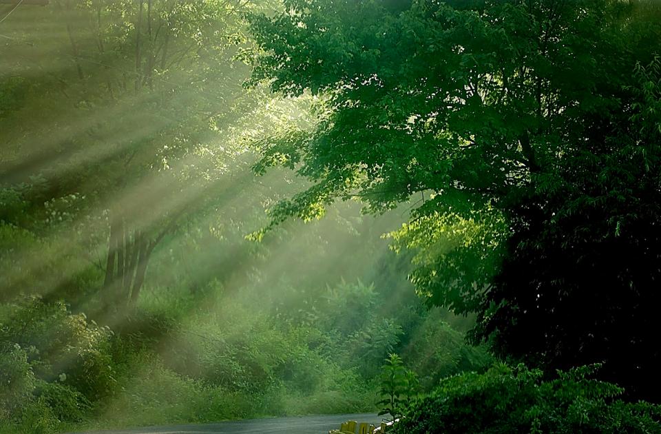 Morning Light | Shutterbug